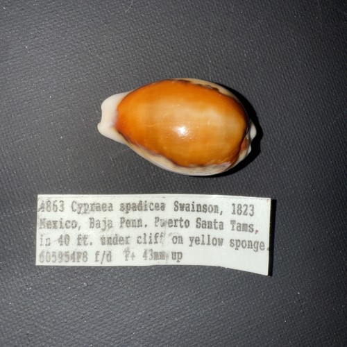 Cypraea Spadicea 42mm Rare Full Collection Data | eBay