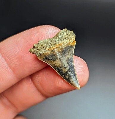 Unreal Patterned Isurus Praecursor Mako Shark Tooth North Florida ...