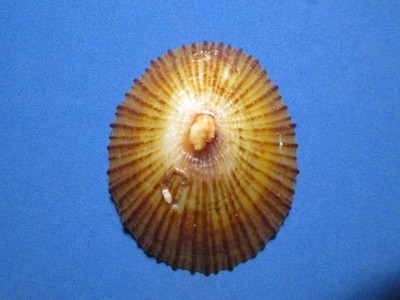 Cellana talcosa (Gould, 1846) "ENDEMIC HAWAIIAN LIMPET" (61.4mm) | eBay