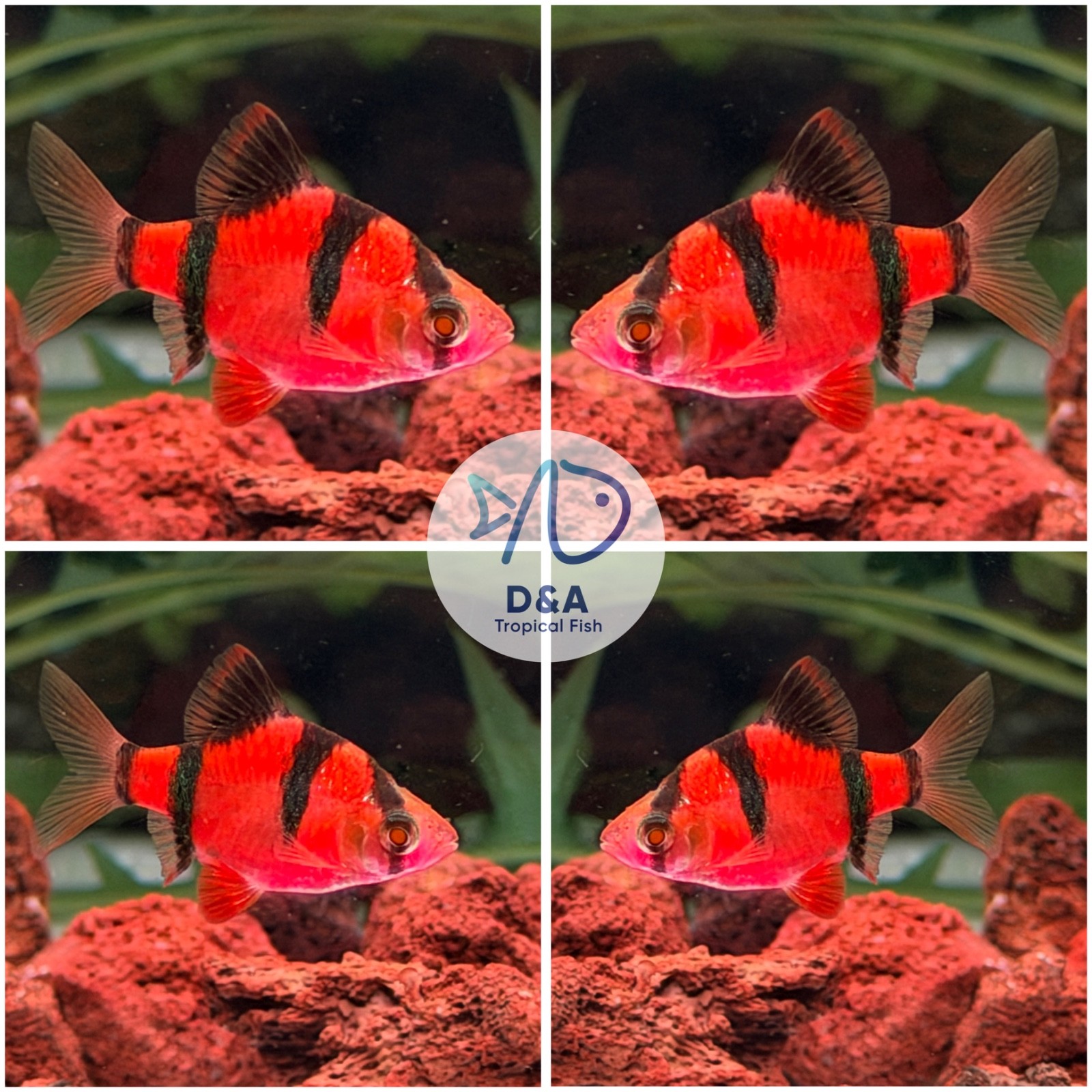 Premium Live Pink Tiger Barb - 3 Pack - Freshwater Aquarium Fish - USA ...