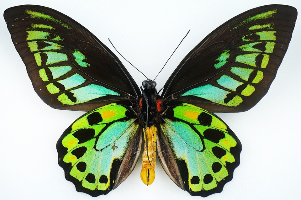 Ornithoptera priamus priamus male, rare form/aberration from Ceram ...