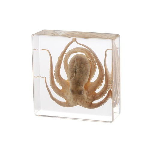 Pokiphip Taxidermy Octopus Real Octopus Specimens Animal Specimen in Resin fo... | eBay