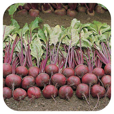 Beetroot 'Boltardy Boston' Plug Plants x 5 Grow Your Own Vegetables ...