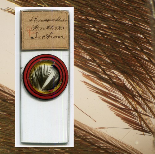 Peacock Feather Microscope Slide ca. 1880s | eBay