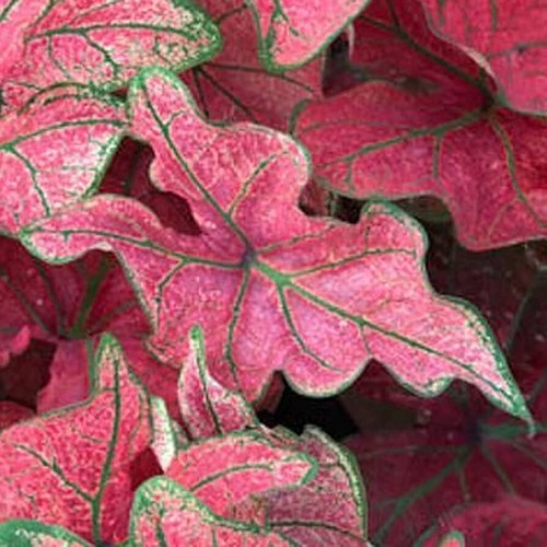 2 - FESTIVIA Jumbo Caladium Bulbs - FABULOUS COLOR CONTRAST - Spring ...