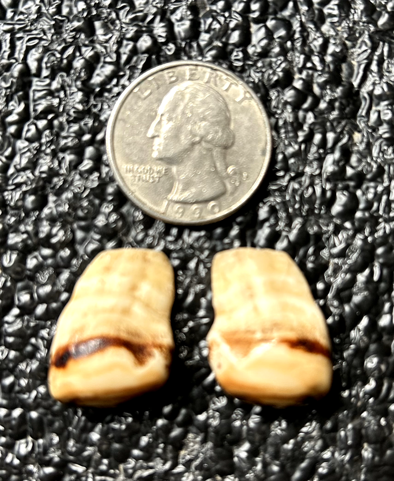 Elk Ivory Teeth - Set 2 - Jewelry Quality - Cleaned & Polished 16 | eBay