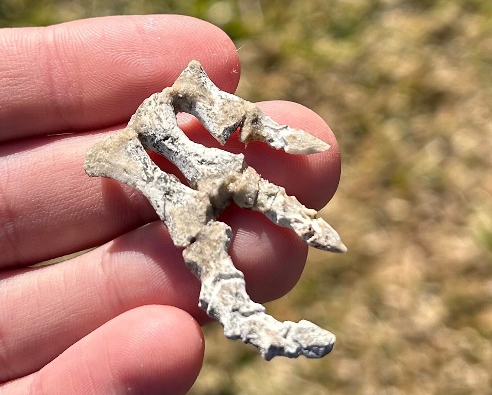 RARE Fossil Psittacosaurus Dinosaur Finger Bones China Yixian Fm ...