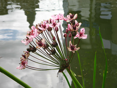 Flowering Rush Butomus umbellatus Pond Marginal Bog Water Plant Native ...