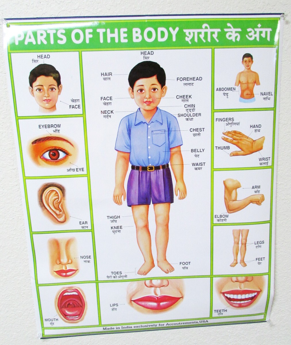 Face Human Body Names