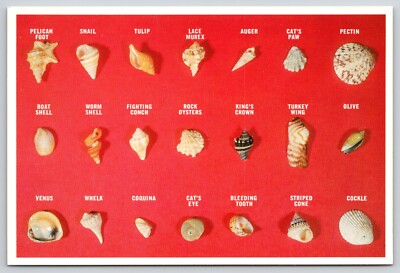 Representative Collection of Sea Shells and Identifying Names Postcard ...