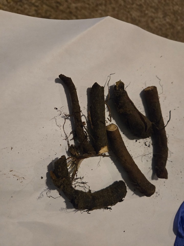 Bocking #4 strain of Russian COMFREY Root Cuttings Non-invasive FREE ...