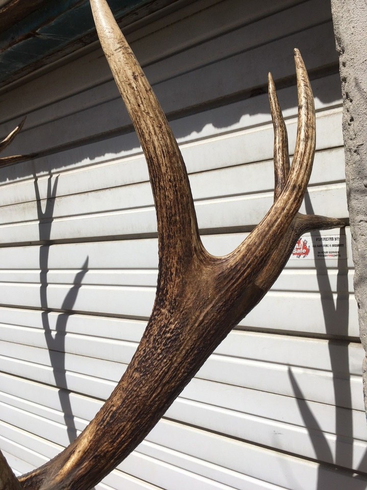 Vintage 80" x 48" 7 x 7 Point Elk Head Shoulder Mount Taxidermy Hunting ...