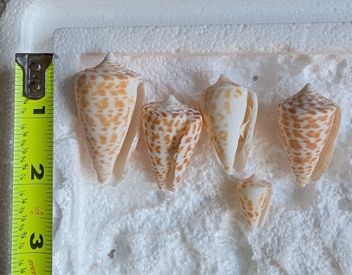 5 Different Sized Alphabet Cone Shells Found in Southwest Florida | eBay