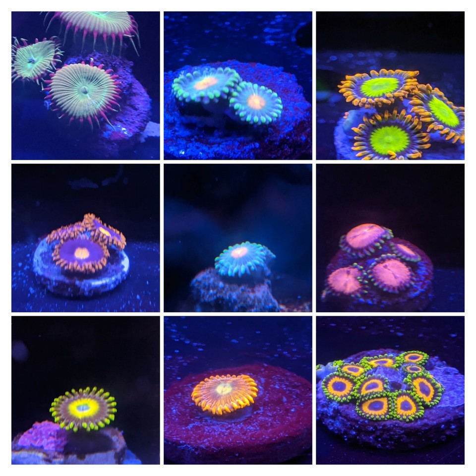 Zoa Pack of 6 different Types of Colorful Zoa by Zoa.World with Free ...