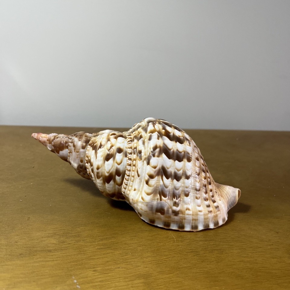 Vintage Triton's Trumpet Charonia Tritonis Sea Shell 9” Real Large ...