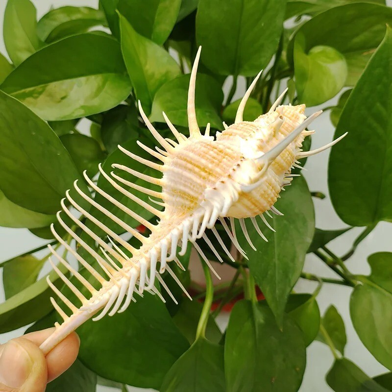 Large Venus Comb Murex Natural Conch Seashell Rare Real Aquarium 3"- 4 ...