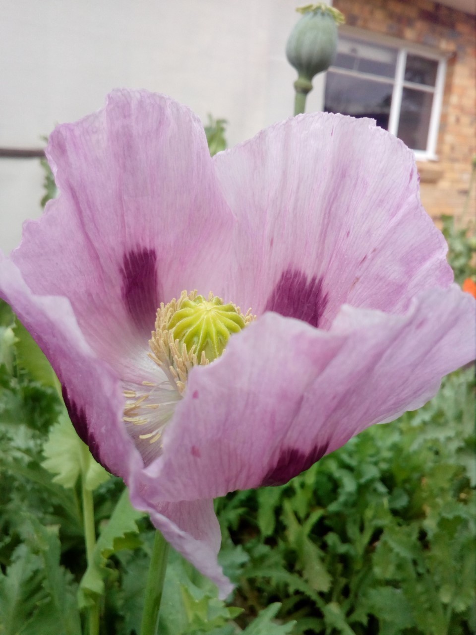 BURMA GOLD 50+ PAPAVER (S.) POPPY SEEDS PLUS 3000 AUS BEST MIX SEEDS ...