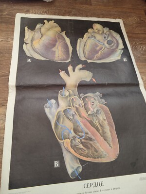 HEART CARDIOLOGY HUMAN BODY ANATOMY ORIGINAL POSTER | eBay