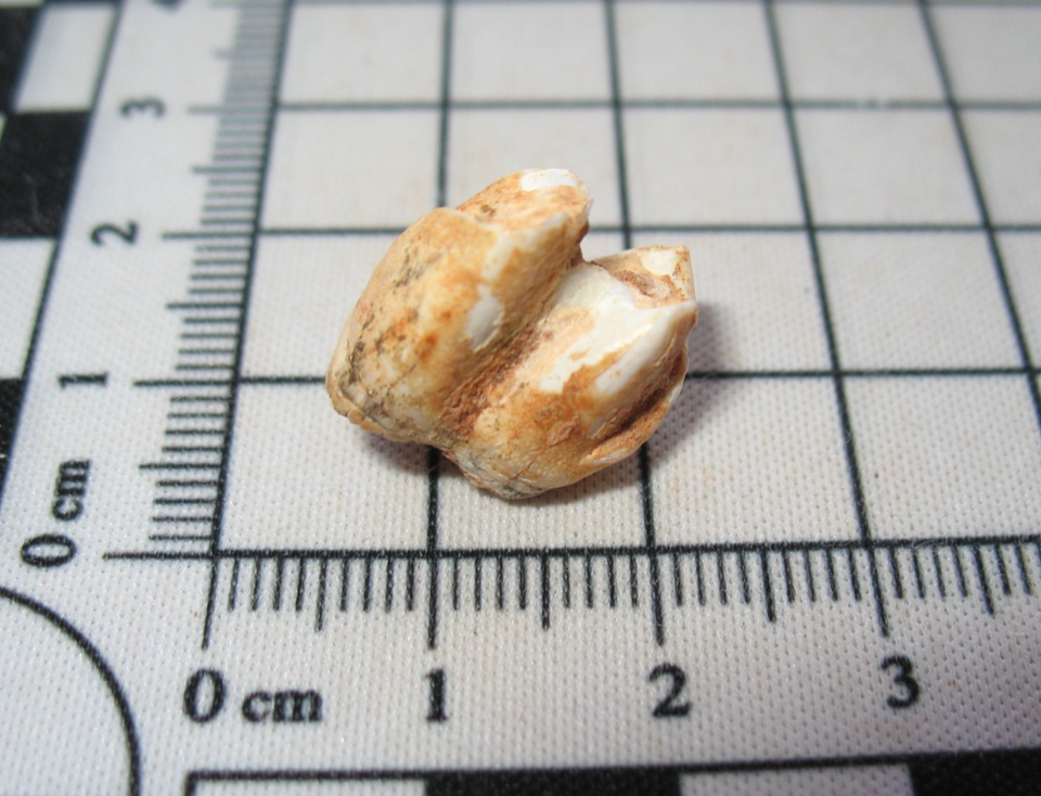 Pleistocene Macropus extinct Kangaroo tooth fossil in display case ...