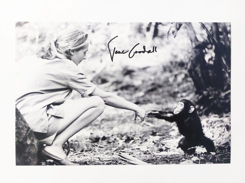 JANE GOODALL signed autographed photo 12x8" RACC Trusted Seller PHOTO ...