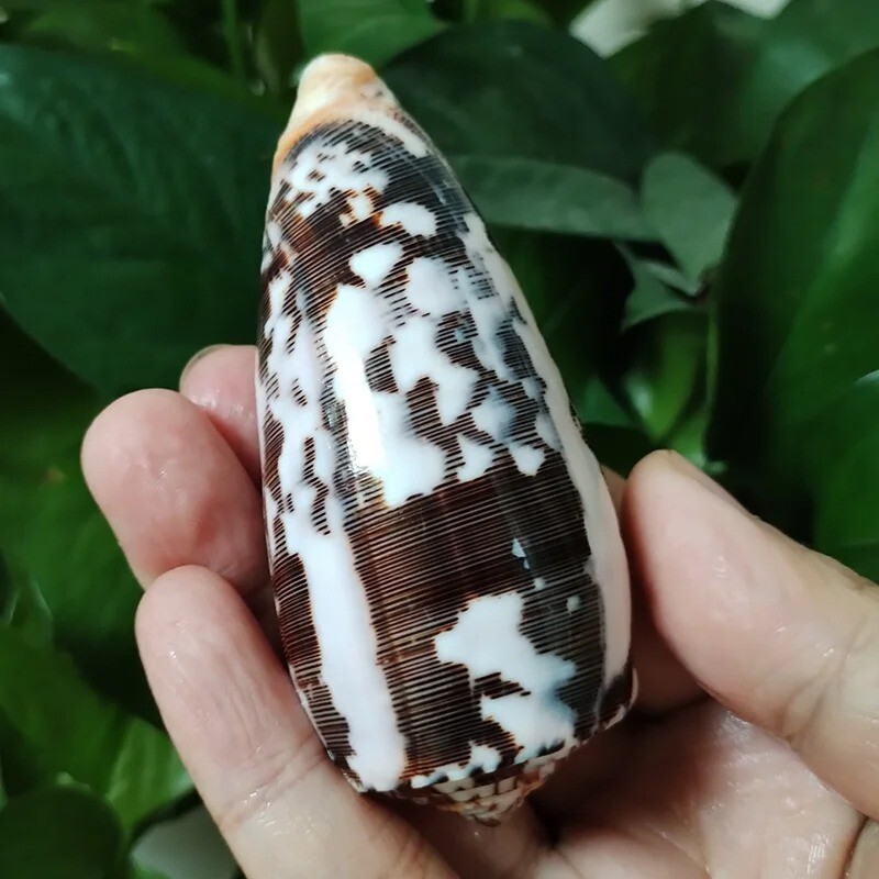 Large Conus Striate Cone Natural Seashell Rare Real Beach Home Decor 3 ...