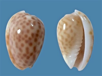 Cystiscidae, Persicula persicula, Fatick, Senegal, 17,7 mm, SUPER NICE ...