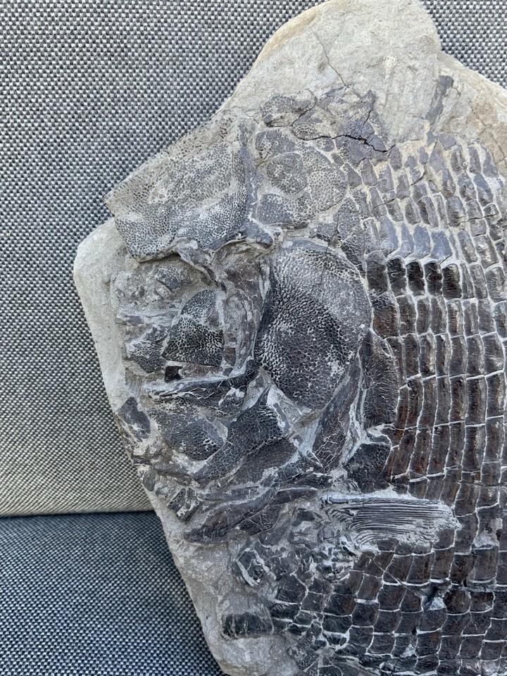 Very Rare Dapedium sp Fossil Fish Specimen, Jurassic Coast, Dorset ...