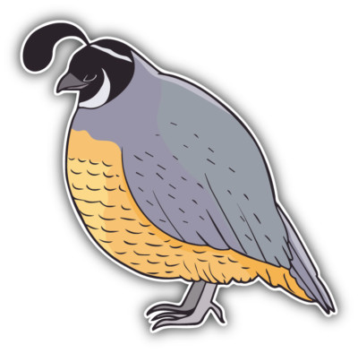 Quail Bird Car Bumper Sticker Decal - ''SIZES'' | eBay