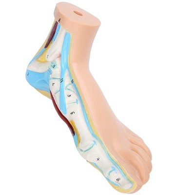 Normal Foot Human Foot Model Adults Lifesize Teaching Research Muscle ...