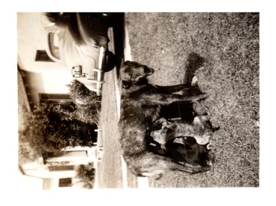 1950s Big Dog and Puppy Vintage Photo | eBay