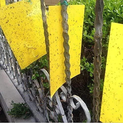 20 Count Dual Yellow Sticky Traps 8 X 6 Inch Set for Flying Plant ...