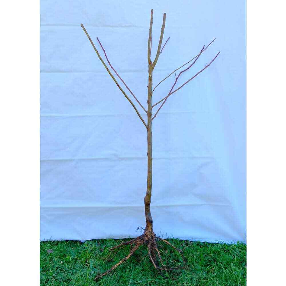 3 Ft. Dwarf Italian Plum Tree Bare Root Prunus cocomilia | eBay