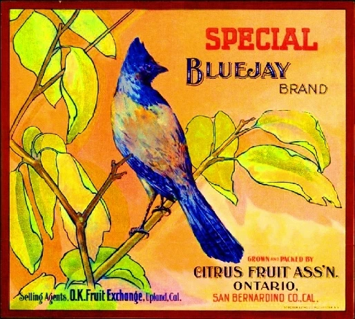 Orange Jay Bird