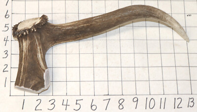 1 #1 Elk Antler Crown Walking Cane Top Handle Crafts Dog Chew Treat | eBay