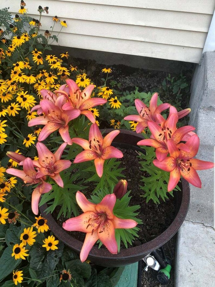 ROYAL SUNSET LILY FLOWER BULBS HARDY PERENNIAL PLANTS GROW 42" TALL ...