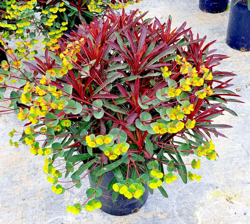 Euphorbia Miners Merlot PBR spurge 3Lt Pot XXL Flowering Plants to your ...
