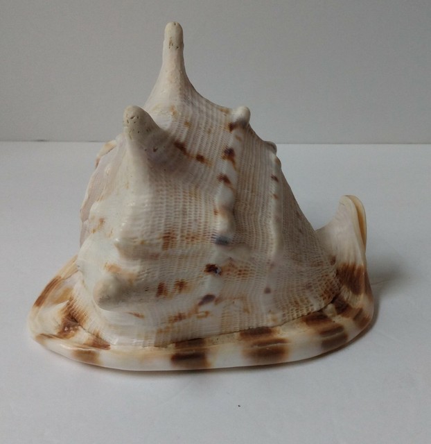 Queen Helmet Conch Sea Shell Large 6" Long X 5" Tall Beach Decor | eBay