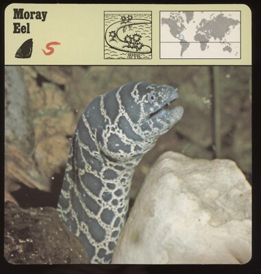 Moray Eel Safari Cards Rencontre Fish | eBay