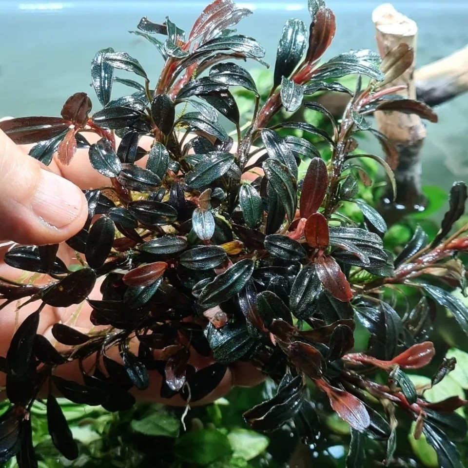 NEW & RARE Bucephalandra Phantom mini Live Aquarium Plant buce | eBay ...