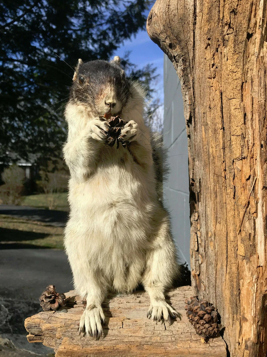 Fox Squirrel Mounts