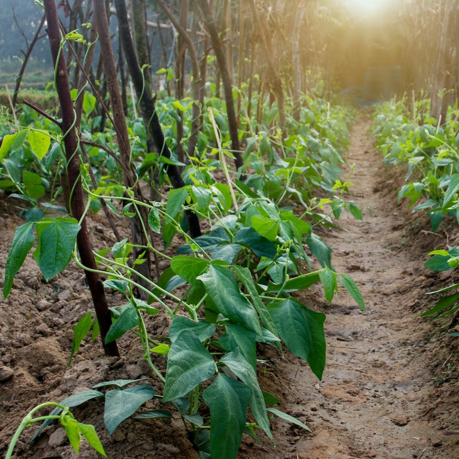 UK Garden: F1 Hybrid Long String Bean VIGOROUS VINE Botboti Lubi Urie ...