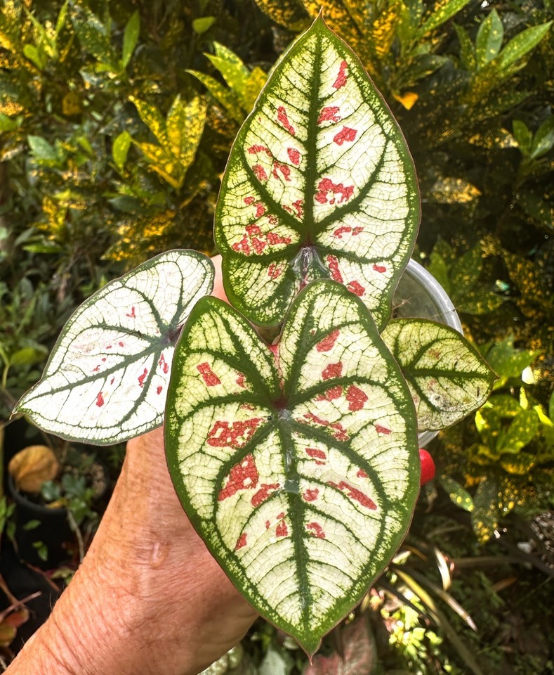 Caladium Established Variegated Aroid Indoor Outdoor Plant Corm | Colly ...