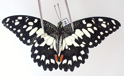 PA12771. Unmounted butterflies: Papilio sp. Vietnam. Nghe An | eBay
