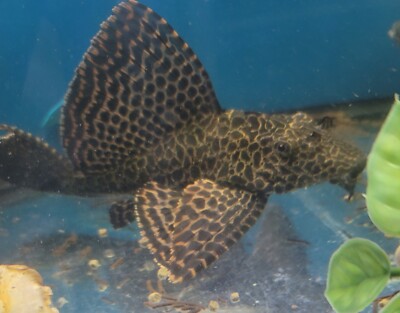 6" plus High Fin spattered Giant Colombian Pleco. Imported South ...
