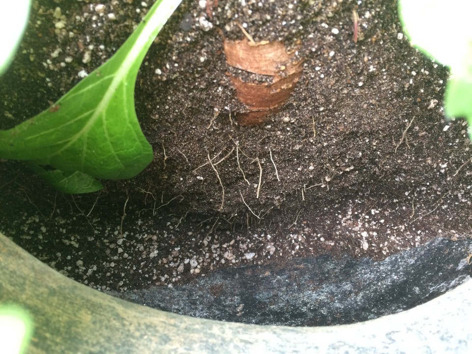 Mandrake Root Oil (Genuine) Mandragora Officinarum Leaf & Root Infused ...