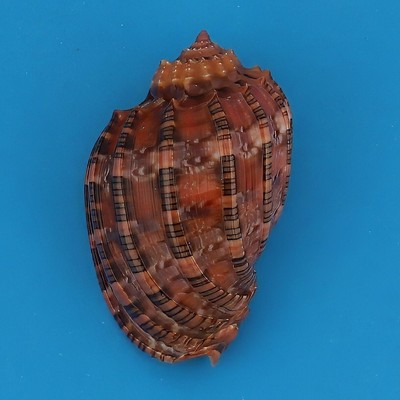 Harpa harpa 53.4mm sea shells seashells MS286 | eBay