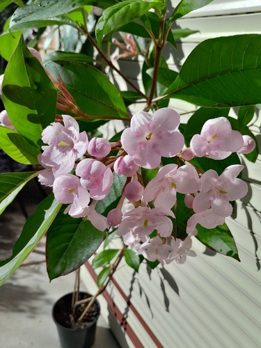 LUCULIA PINK . | eBay Australia