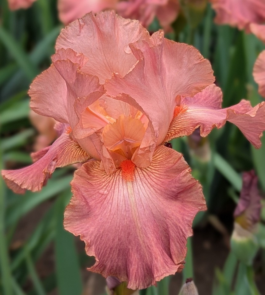 ''Role Model' TB Iris Rhizome PRE-SALE to Ship July, August and Sept 25 ...