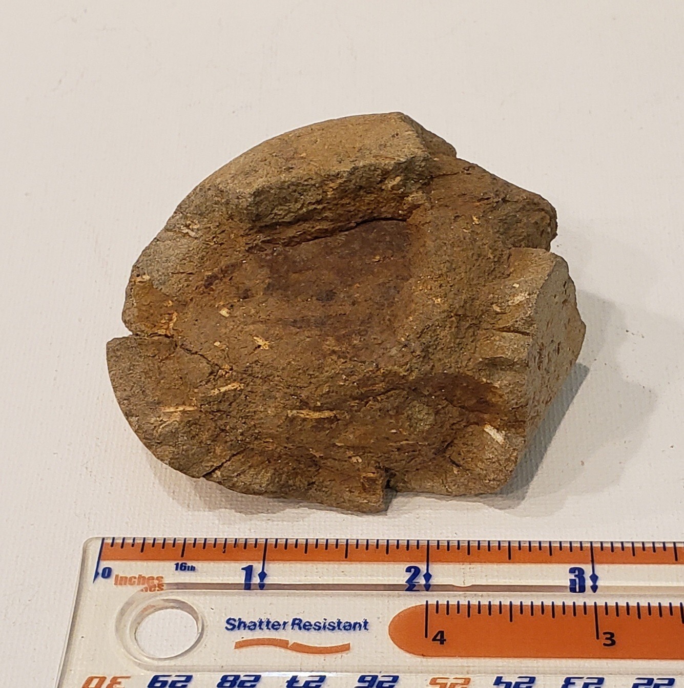 Prehistoric Fossilized California Avocado | eBay