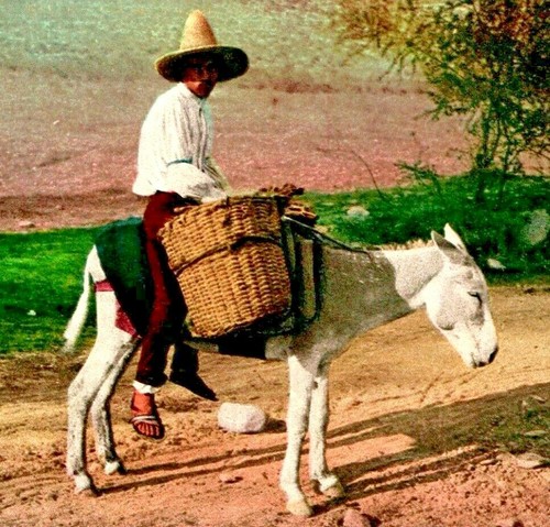 A Native & His FIery Untamed Steed Donkey Mule c1905 UDB Postcard ...